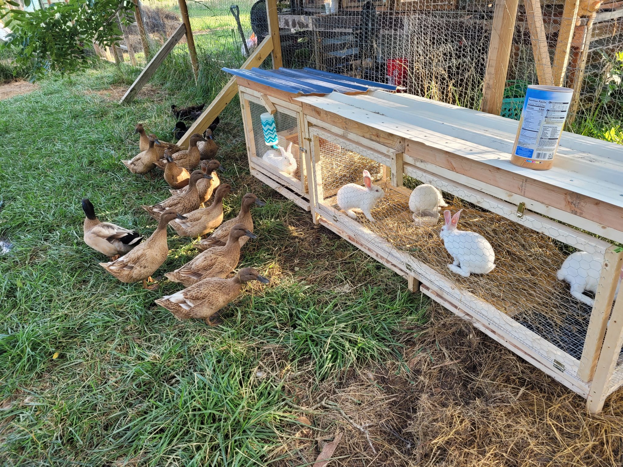 Khaki Campbell Duck for Sale - Duck Hatchery | Cackle Hatchery®