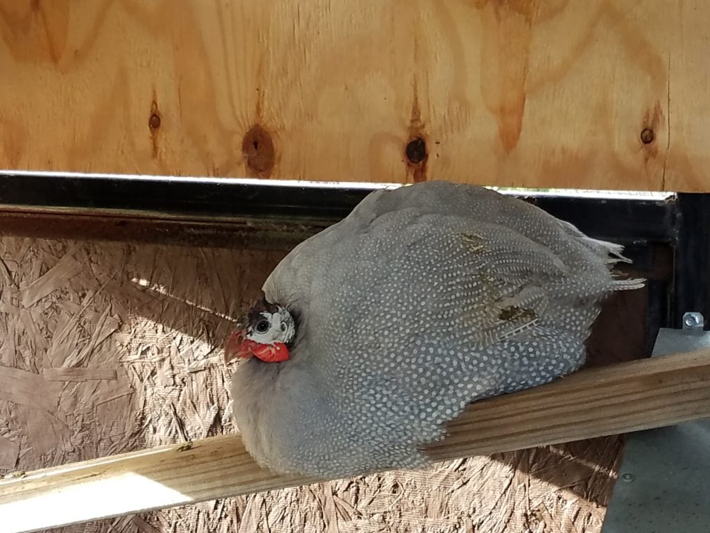 Lavender Guinea Fowl for Sale | Tick Control & Watch Birds