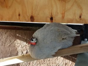 Lavender Guinea Fowl for Sale | Tick Control & Watch Birds