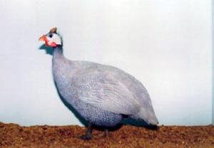Lavender Guinea Fowl for Sale | Tick Control & Watch Birds
