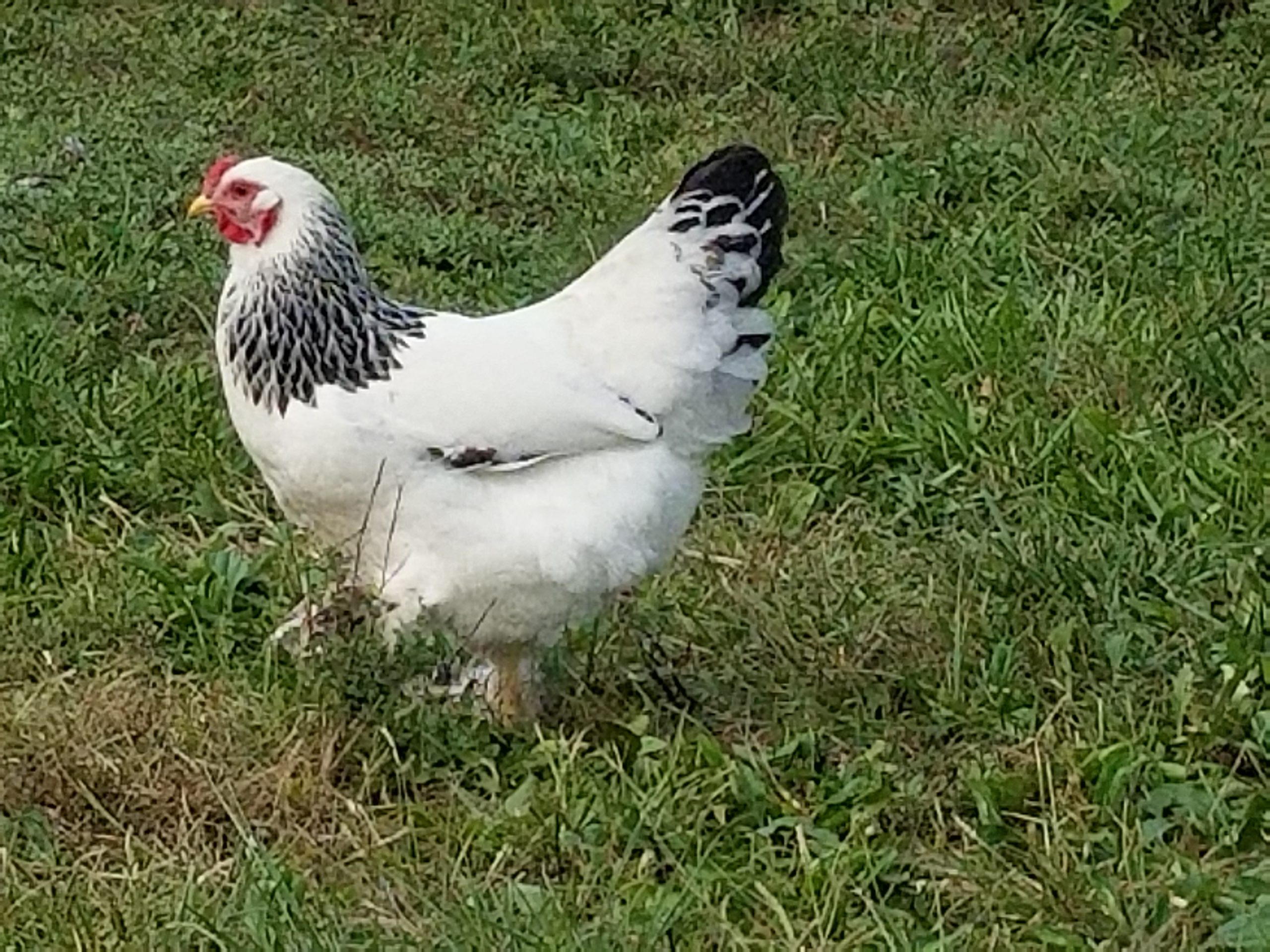 Light Brahma Chickens - Baby Chicks for Sale | Cackle Hatchery®