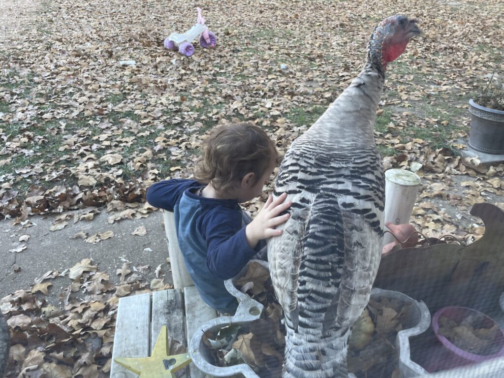 Narragansett Turkeys - Poults for Sale | Cackle Hatchery®