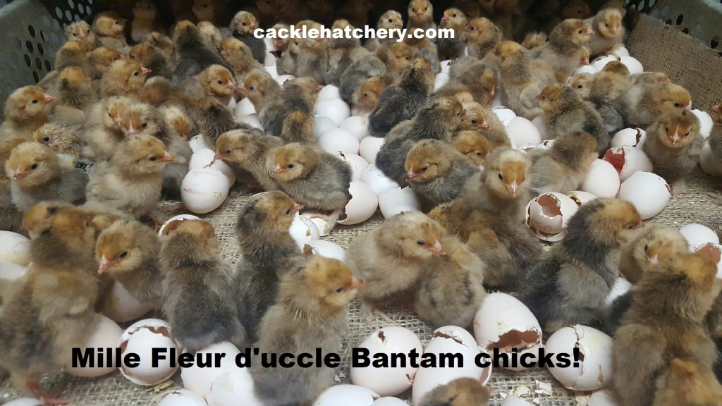 Mille Fleur d’Uccle Bantam Chicks | True Bantam Show Birds