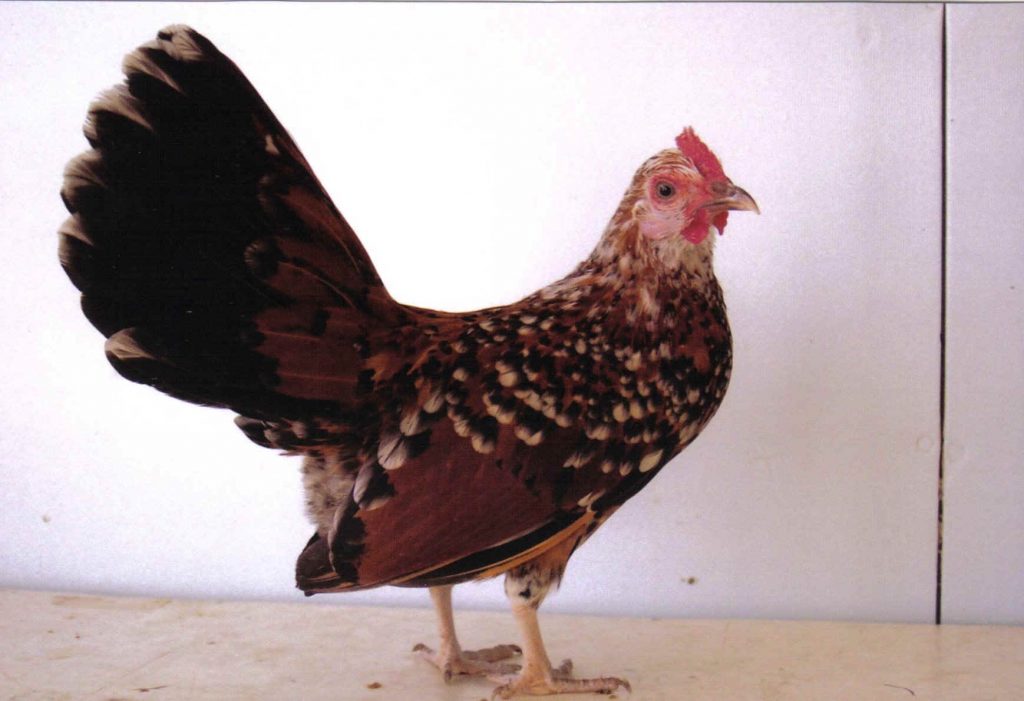 Mille Fleur Old English Game Bantam Chicks | Cackle Hatchery®