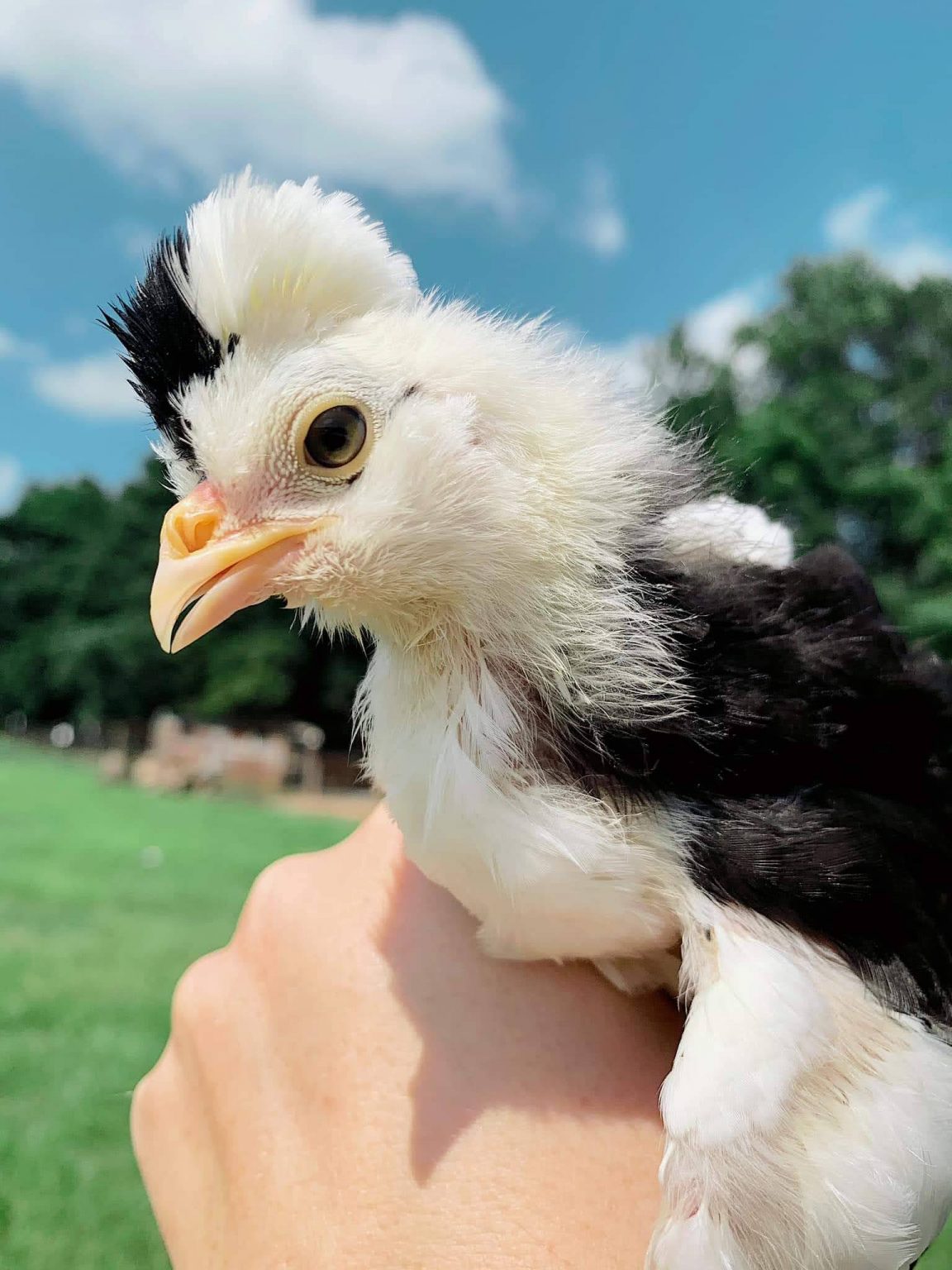 Mottled Houdan Chickens - Chicks for Sale | Cackle Hatchery®
