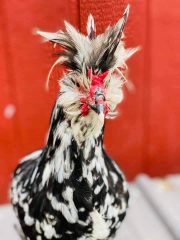 Mottled Houdan Chickens - Chicks for Sale | Cackle Hatchery®