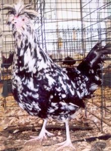 Mottled Houdan Chickens - Chicks for Sale | Cackle Hatchery®