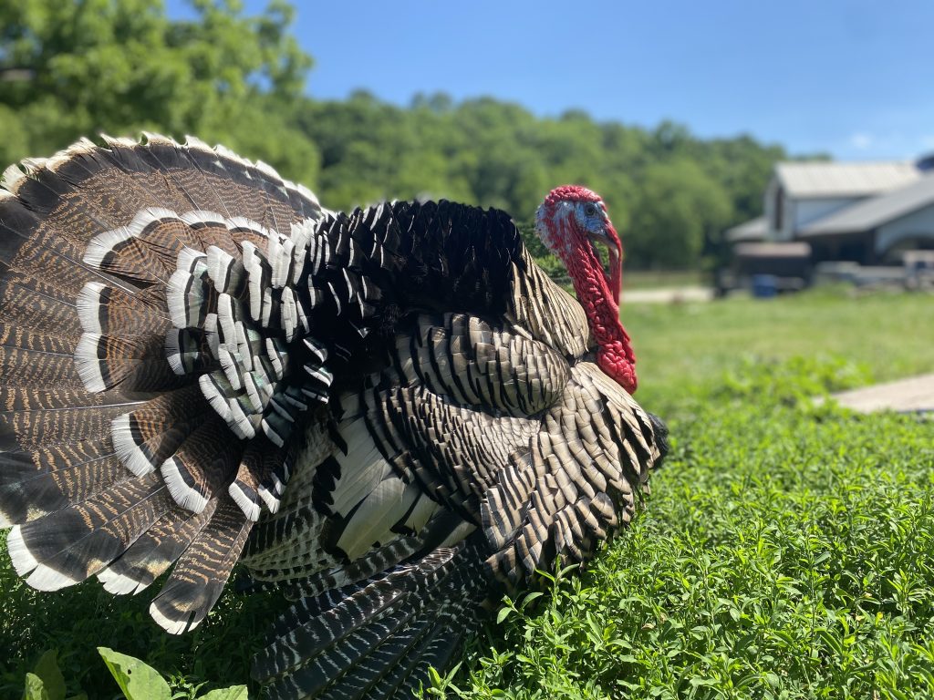 Narragansett Turkeys - Poults for Sale | Cackle Hatchery®