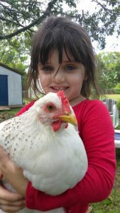 Delaware Chickens - Brown Egg Layers | Cackle Hatchery®
