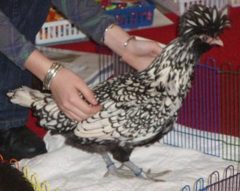 Silver Laced Polish Chicken - Baby Chicks for Sale | Cackle Hatchery®