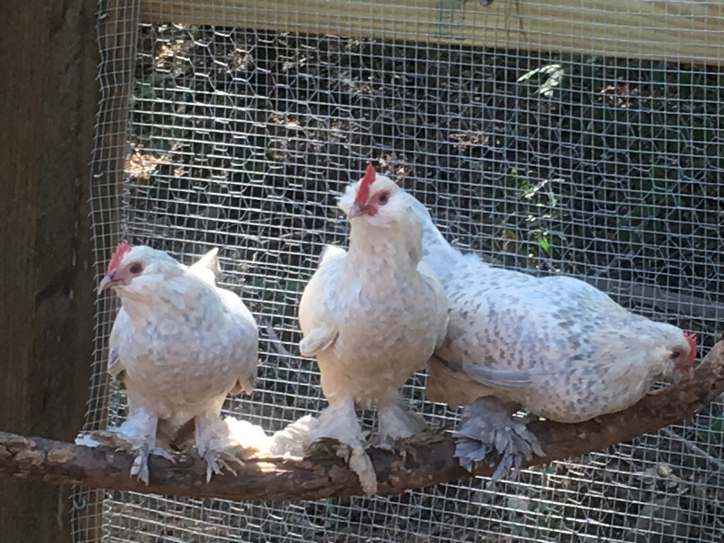 Porcelain D'uccle Bantam - Chicks for Sale | Cackle Hatchery®