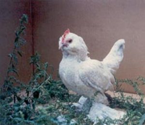 Porcelain D'uccle Bantam - Chicks for Sale | Cackle Hatchery®