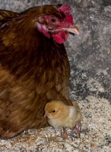 Production Red Chickens - Baby Chicks for Sale | Cackle Hatchery®