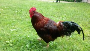Production Red Chickens - Baby Chicks for Sale | Cackle Hatchery®