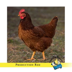 Production Red Chickens - Baby Chicks for Sale | Cackle Hatchery®