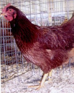 Production Red Chickens - Baby Chicks for Sale | Cackle Hatchery®