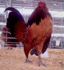 Quail Belgian Bearded D'anver Bantam | Cackle Hatchery®