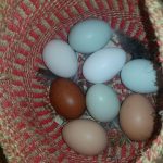 Rainbow Assorted Pullets - Bargain Specials | Cackle Hatchery®
