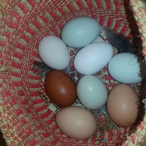 Rainbow Assorted Pullets - Bargain Specials | Cackle Hatchery®