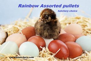 Rainbow Assorted Pullets - Bargain Specials | Cackle Hatchery®