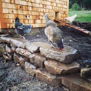 Rainbow Assorted Pullets - Bargain Specials | Cackle Hatchery®