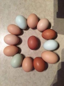 Rainbow Assorted Pullets - Bargain Specials | Cackle Hatchery®