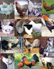 Rare Breed Straight Run Hatchery Special | Cackle Hatchery®