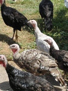 Surplus Rare Turkey Special | Cackle Hatchery®