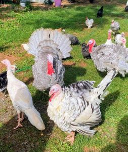 Surplus Rare Turkey Special | Cackle Hatchery®