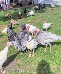 Surplus Rare Turkey Special | Cackle Hatchery®