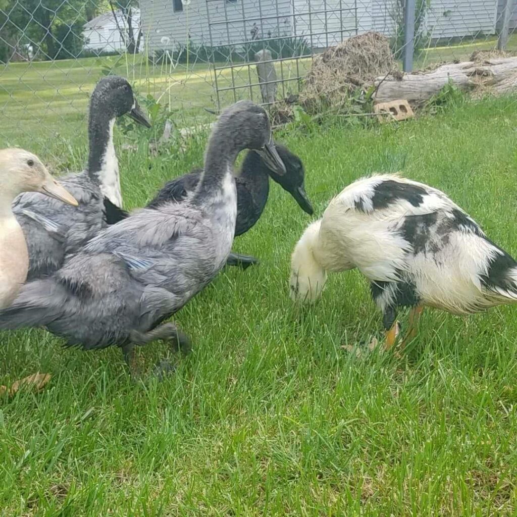 Surplus Rare Duck Waterfowl Special | Cackle Hatchery®