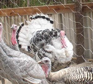 Surplus Rare Turkey Special | Cackle Hatchery®