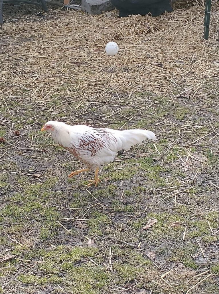 Red Shoulder Yokohama Chickens | Cackle Hatchery®