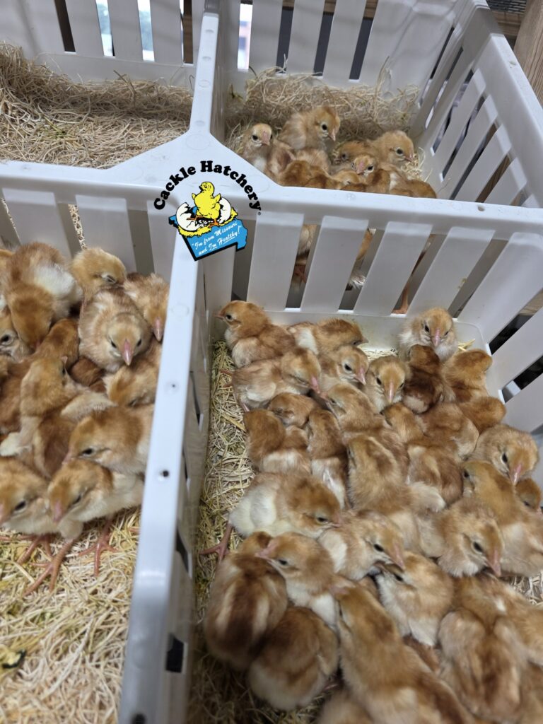 Red Shoulder Yokohama Chickens | Cackle Hatchery®