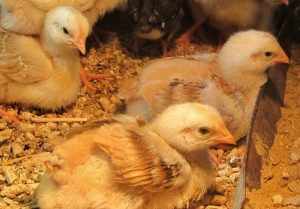 Cackle's Red Broilers - Meat/Broiler Chickens for Sale | Cackle Hatchery®