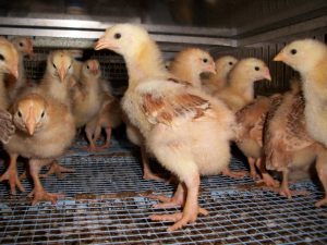 Cackle's Red Broilers - Meat/Broiler Chickens for Sale | Cackle Hatchery®