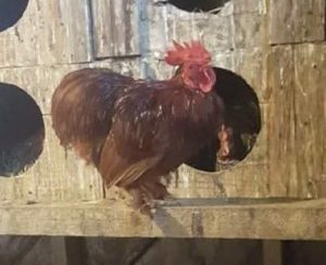 Red Cochin Bantam - Bantam Chicks for Sale | Cackle Hatchery®