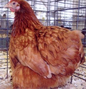 Red Cochin Bantam - Bantam Chicks for Sale | Cackle Hatchery®