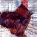 Silver Sebright Bantam Chicks for Sale | Cackle Hatchery®
