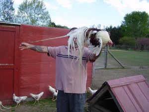 Red Shoulder Yokohama Chickens | Cackle Hatchery®