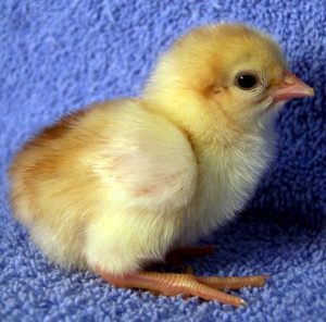 Red Shoulder Yokohama Chickens | Cackle Hatchery®
