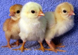 Red Shoulder Yokohama Chickens | Cackle Hatchery®