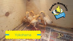 Red Shoulder Yokohama Chickens | Cackle Hatchery®