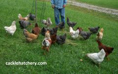 Rainbow Assorted Pullets - Bargain Specials | Cackle Hatchery®