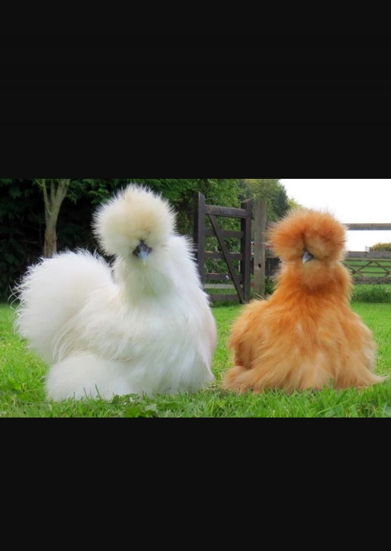 Silkie Chickens - Silkie Bantam Chicken Hatchery Special | Cackle Hatchery®