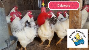 Delaware Chickens - Brown Egg Layers | Cackle Hatchery®