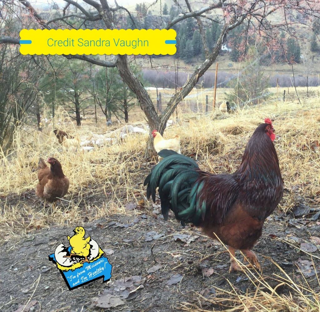 Buckeye Chickens - Baby Chicks for Sale | Cackle Hatchery®