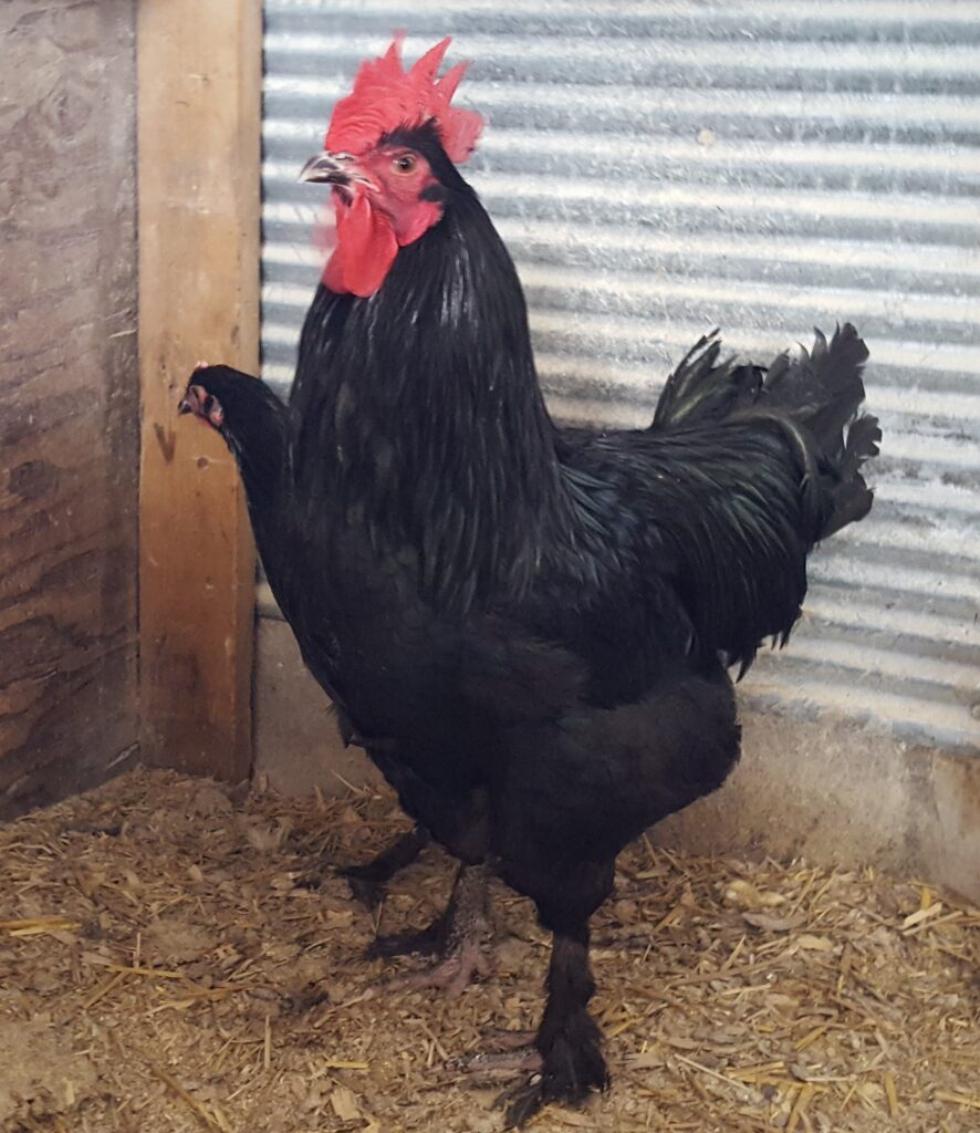 French Black Marans - Dark Brown Egg Layer | Cackle Hatchery®