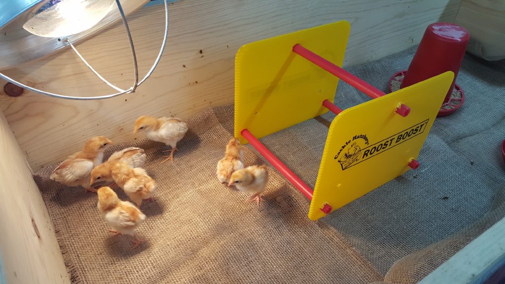 Red Shoulder Yokohama Chickens | Cackle Hatchery®
