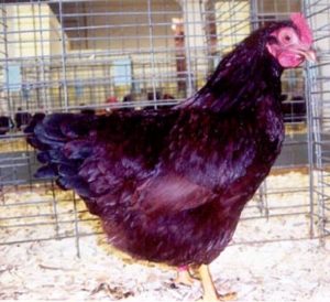 Rhode Island Red - Bantam Chicks for Sale | Cackle Hatchery®